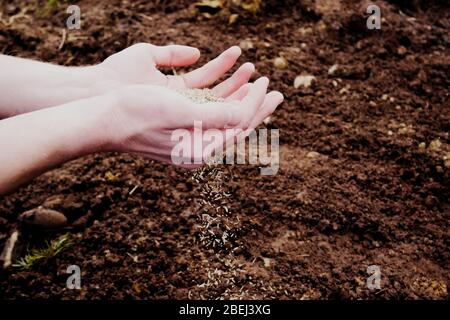 Hands scattering seeds over rich brown soil Stock Photo - Alamy