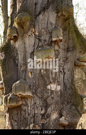 Mysterious wild mushroom and fungus grow on moss and tree bark ...