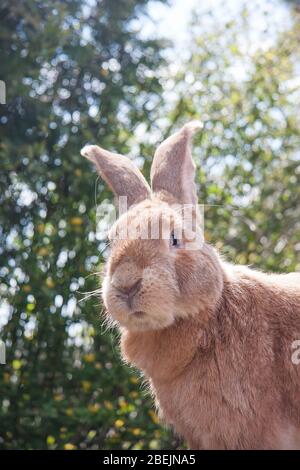Belgian Giant rabbit Stock Photo - Alamy