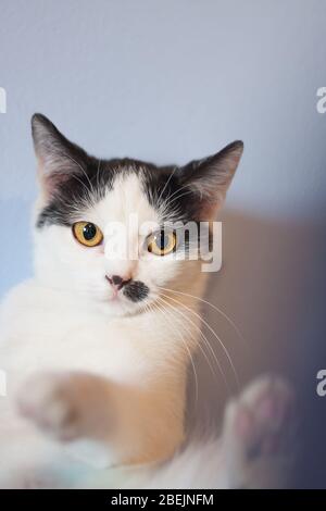Curious Mix-breed Kitten Sitting with Funny face and Looking in camera ...