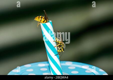 German wasps (Vespula germanica), two animals on drinking straw from ...