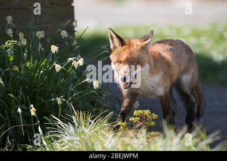 A fox patrols the streets of Brentwood, Essex, UK. Foxes are now common ...
