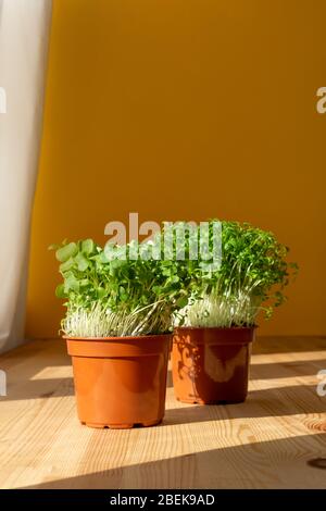 Set for growing microgreens at home on a blue background, top view ...