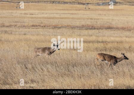 Whitetai Deer buck and Doe inthe Fall Rut Stock Photo - Alamy
