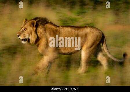 Slow pan of male lion crossing grass Stock Photo - Alamy