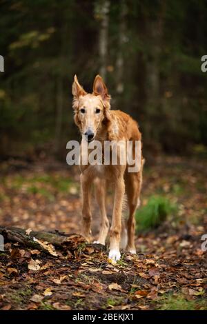 Red puppy of borzoi walks outdoor at winter day, russian sighthound ...