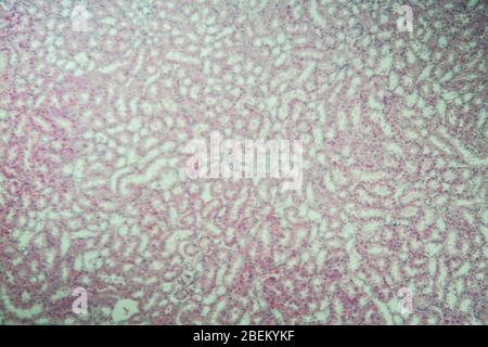 Kidney cortex under the microscope 100x Stock Photo - Alamy