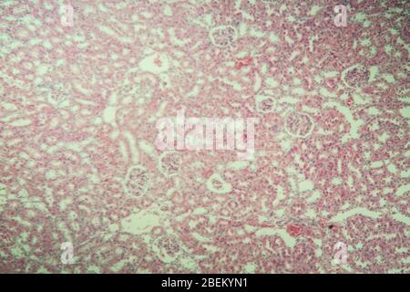 Kidney cortex under the microscope 100x Stock Photo - Alamy