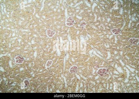 Kidney cortex under the microscope 100x Stock Photo - Alamy