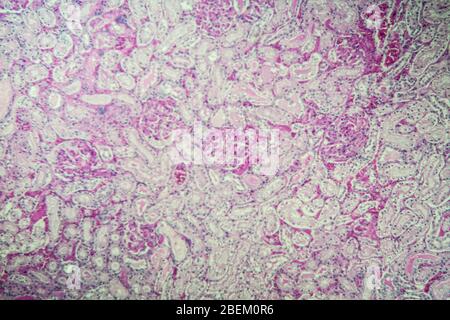 Kidney cortex under the microscope 100x Stock Photo - Alamy