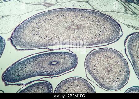 Horse roundworm in cross section with eggs 100x Stock Photo - Alamy