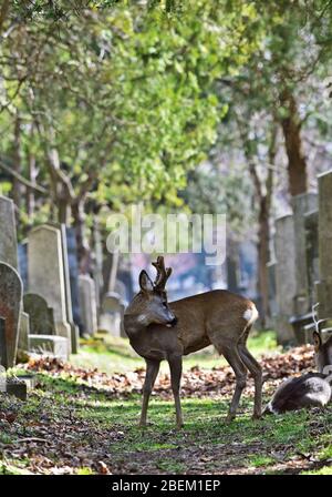 Roebuck (Capreolus capreolus) in a meadow, spring, April, Hesse ...