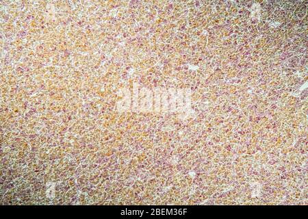 Pituitary pituitary gland under the microscope 100x Stock Photo - Alamy