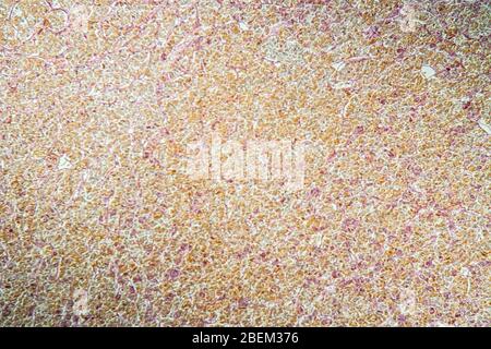 Pituitary pituitary gland under the microscope 100x Stock Photo - Alamy