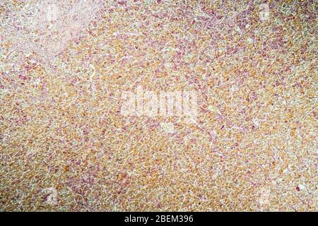 Pituitary pituitary gland under the microscope 100x Stock Photo - Alamy