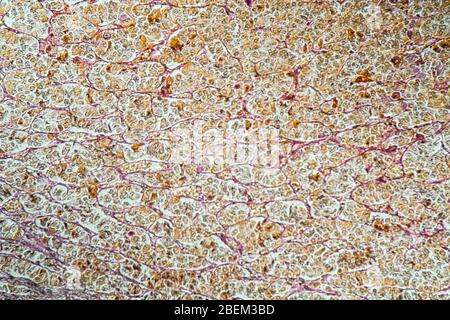 Pituitary pituitary gland under the microscope 200x Stock Photo - Alamy