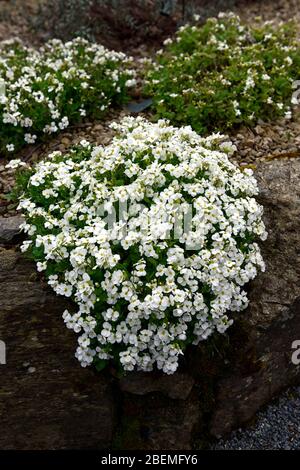 arabis caucasica snowcap,raised bed,rock cress,white flowers,flowering ...
