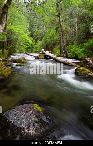 Grayback Campground - Oregon Stock Photo - Alamy