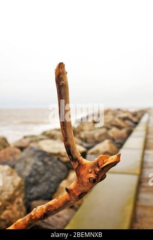 Tree branch washed ashore on to the Rossall seawall at Fleetwood Stock ...
