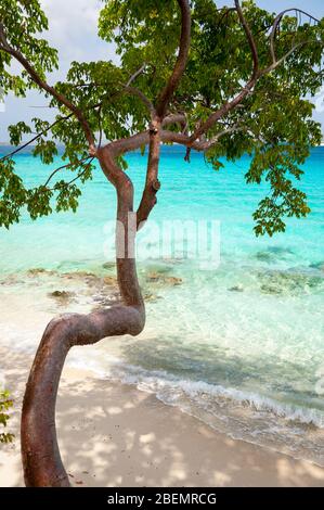 Bursera simaruba tree (Tourist tree, Gumbo-limbo, Copperwood or Chaca ...