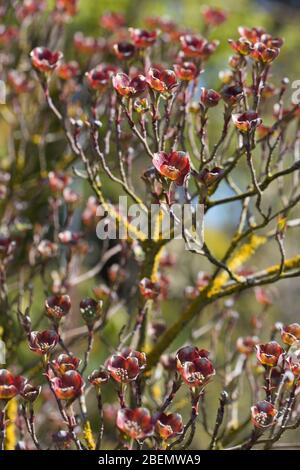 Cornus florida Cherokee Sunset Stock Photo - Alamy