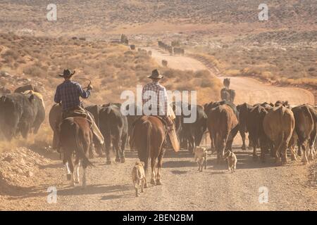 Cowboys Rustling Cattle in on a Dusty Stretch of Utah Desert Stock ...