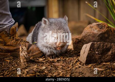An adorable timid Australian Wombat next to sanctuary worker's feet ...