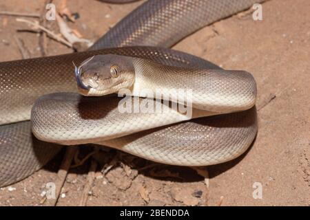 Olive Python in strike position Stock Photo - Alamy