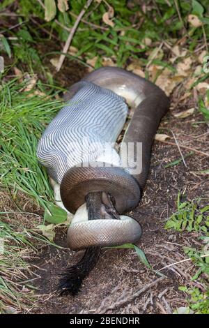 Olive Python feeding on Rock Wallaby Stock Photo - Alamy