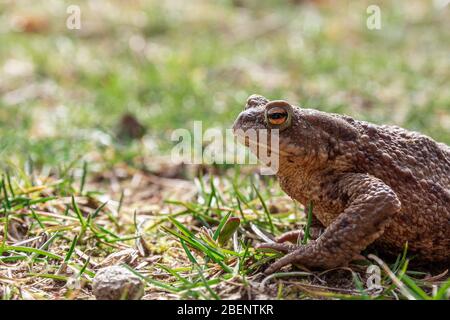 Frog or toad in flat meadow in wildlife Stock Photo - Alamy