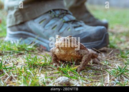 Frog or toad in flat meadow in wildlife Stock Photo - Alamy