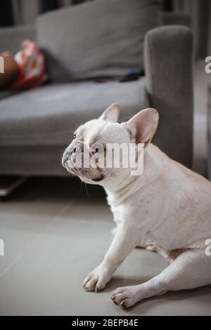 Little frenchie smile and look at camera Stock Photo - Alamy