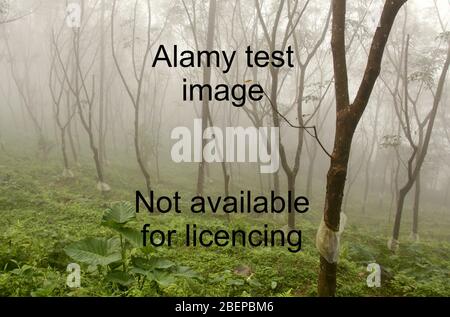 Alamy Test image Stock Photo - Alamy