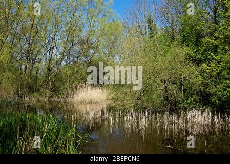 Howden Marsh, a local nature reserve in Howden, East Yorkshire, England ...