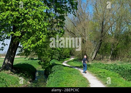 Man walking along path at Howden Marsh, a local nature reserve in ...