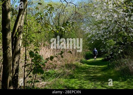 Man walking along path at Howden Marsh, a local nature reserve in ...