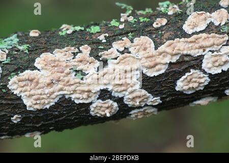 Corticium laeve, the tear dropper, wild fungus from Finland Stock Photo ...