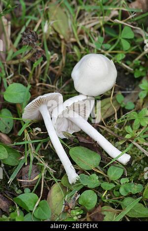 Inocybe geophylla, commonly known as the earthy inocybe, common white ...