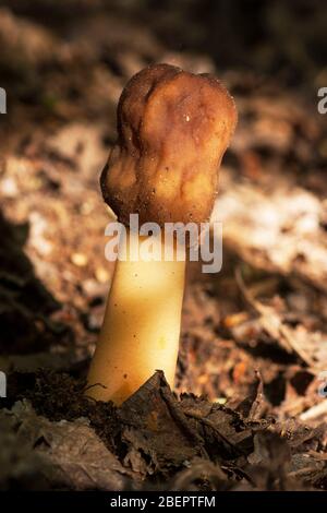 The bell morel (Verpa bohemica) is an edible mushroom , an intresting ...