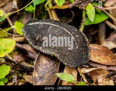 Endemic Cuban Steak Slug (Veronicella tenax), Sierra Maestra, Granma ...