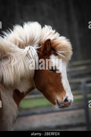Chestnut pinto Icelandic filly Stock Photo - Alamy