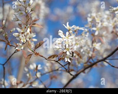 Bloosoms of the rock pear, Amelanchier lamarckii, in spring Stock Photo ...