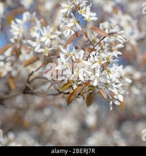 Bloosoms of the rock pear, Amelanchier lamarckii, in spring Stock Photo ...