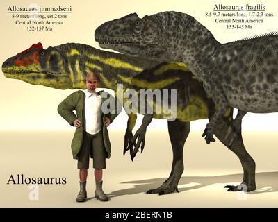 Allosaurus fragilis, a prehistoric era dinosaur from the Late Jurassic period Stock Photo - Alamy