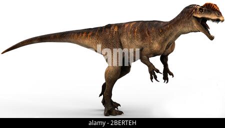 Dilophosaurus dinosaur roaring, side view isolated on white background Stock Photo - Alamy