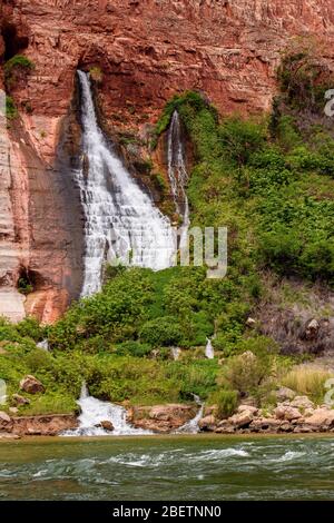 Vasey's Paradise waterfall pouring out of sandstone walls near the Colorado River, Grand Canyon ...