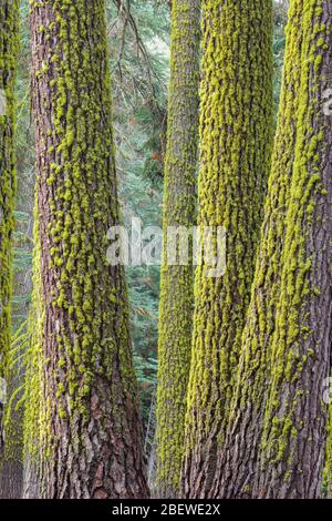 Letharia vulpina (wolf lichen) on tree trunks, Yosemite National Park ...