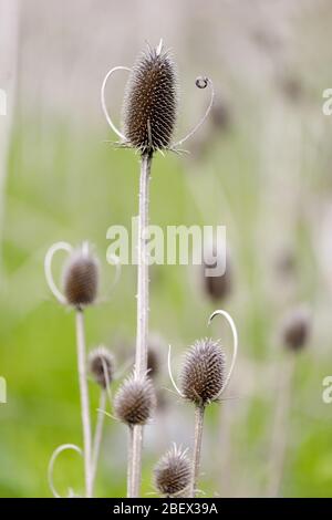 Flowering head of a common wild teasel Stock Photo - Alamy