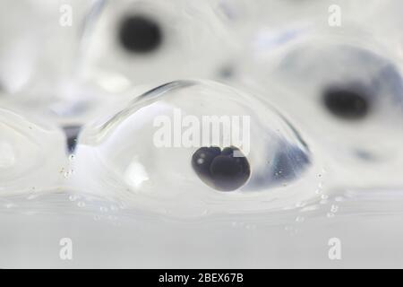 . The biology of the frog. Frogs. V THE DEVELOPMENT OF THE FROG 93 ...