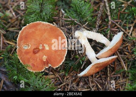 Cystodermella cinnabarina, known as cinnabar powdercap, wild mushroom ...